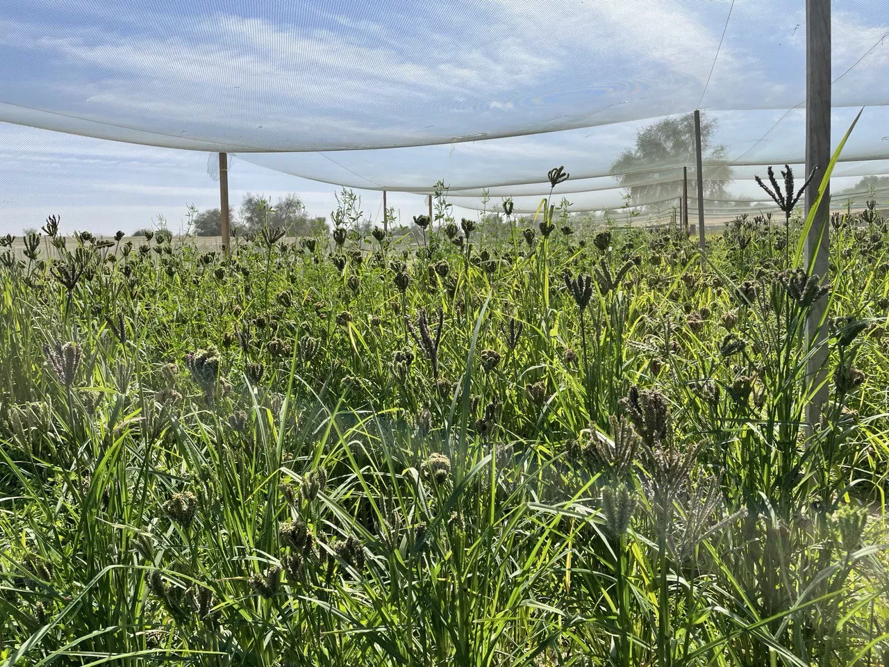 Climate Resilient Crops Of Tomorrow Millets International Center For